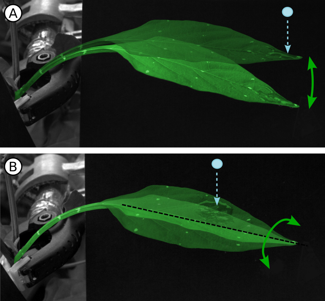Hail and rain – impact responses of leaves – Mechanical Ecology Lab