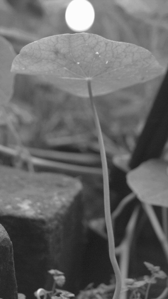 Hail resistance in crops (and other plants) – Mechanical Ecology Lab